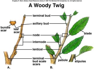 Stem anatomy | PDF