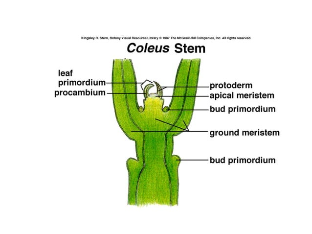 Stem anatomy | PDF