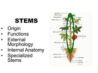 Stem anatomy | PDF