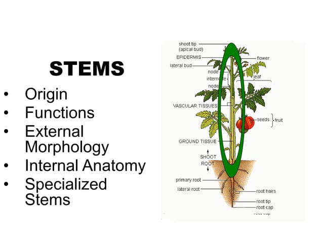 Stem anatomy | PDF