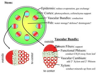 Stem anatomy | PDF