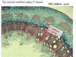 Stem anatomy | PDF
