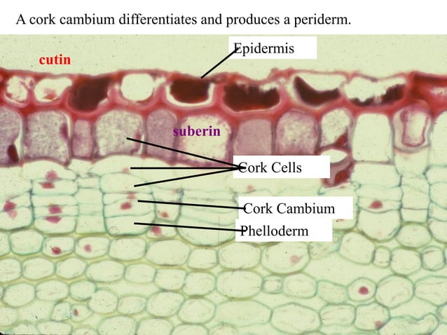 Stem anatomy | PDF