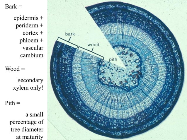 Stem anatomy | PDF