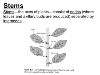 Stem anatomy | PDF