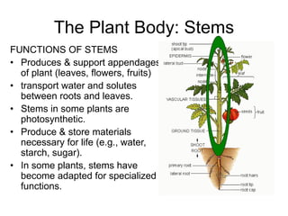 Stem anatomy | PDF