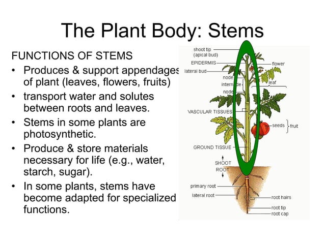 Stem anatomy | PDF