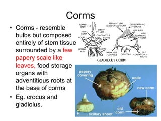 Stem anatomy | PDF