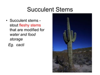 Stem anatomy | PDF