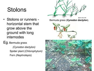 Stem anatomy | PDF