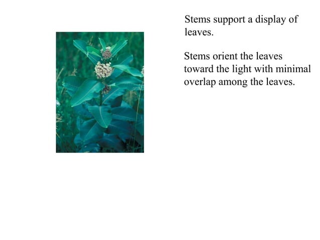 Stem anatomy | PDF