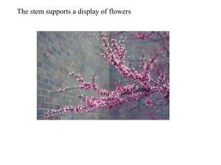 Stem anatomy | PDF