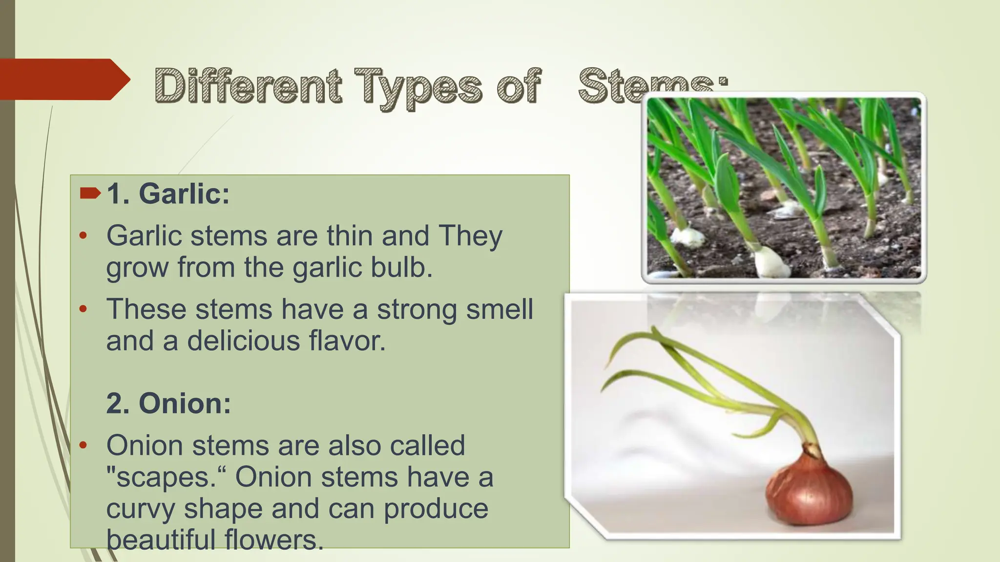 Stem and its types.pptx stem of plantsnt | PPTX