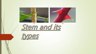 Stem and its types.pptx stem of plantsnt | PPT