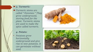 Stem and its types.pptx stem of plantsnt | PPTX