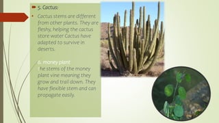 Stem and its types.pptx stem of plantsnt | PPTX