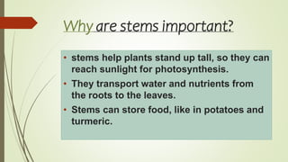 Stem and its types.pptx stem of plantsnt | PPTX
