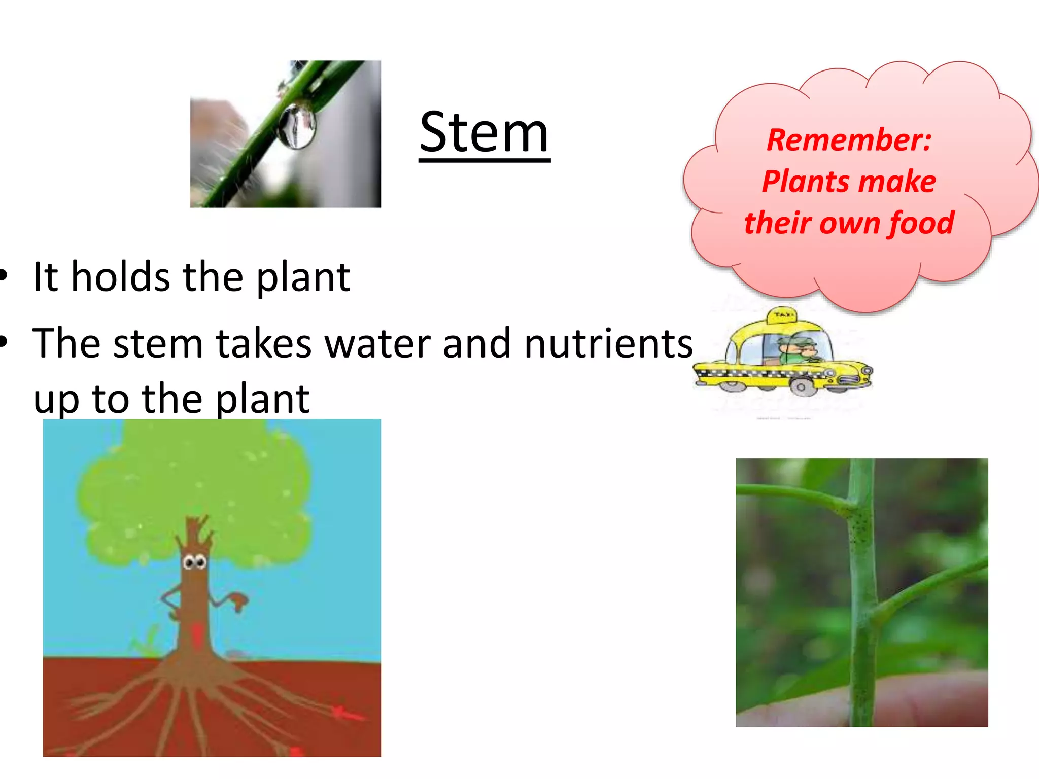 Stem and leaves | PPT