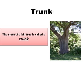 Stem and leaves | PPT