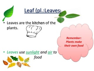 Stem and leaves | PPT