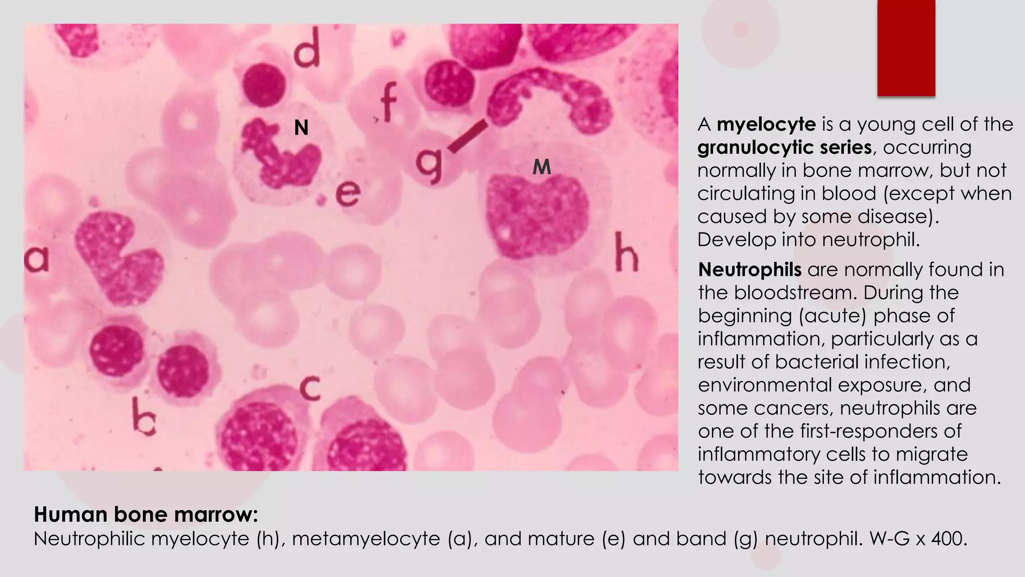 Monophyletic theory of hematopoiesis. Stem cells. | PPTX