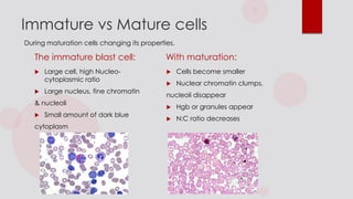 Monophyletic theory of hematopoiesis. Stem cells. | PPTX