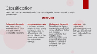 Monophyletic theory of hematopoiesis. Stem cells. | PPTX