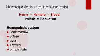 Monophyletic theory of hematopoiesis. Stem cells. | PPTX