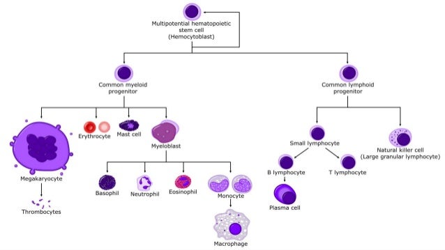 Monophyletic theory of hematopoiesis. Stem cells.