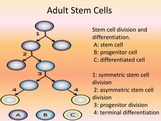 Stem Cell | PPTX