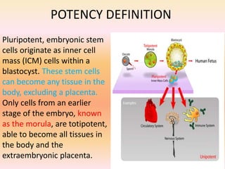 Stem Cell | PPTX