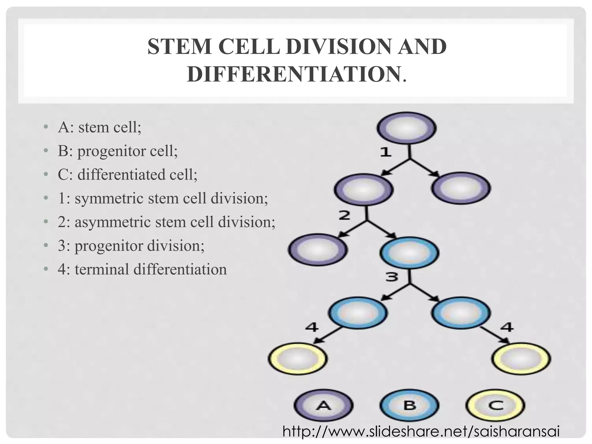 Stem Cell | PPTX