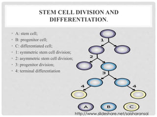 Stem Cell | PPTX