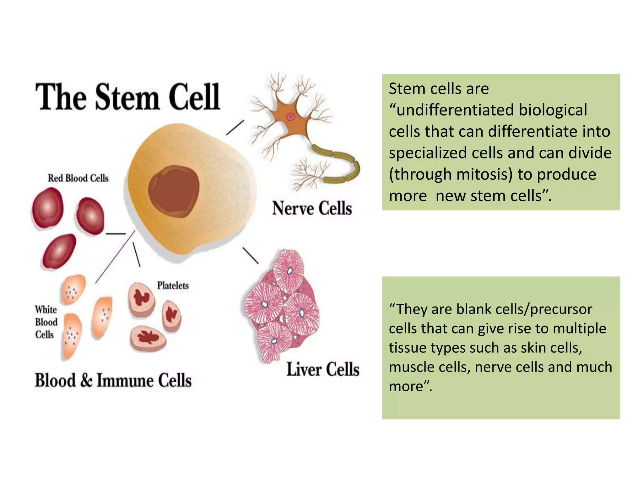 Stem cell Research | PPTX