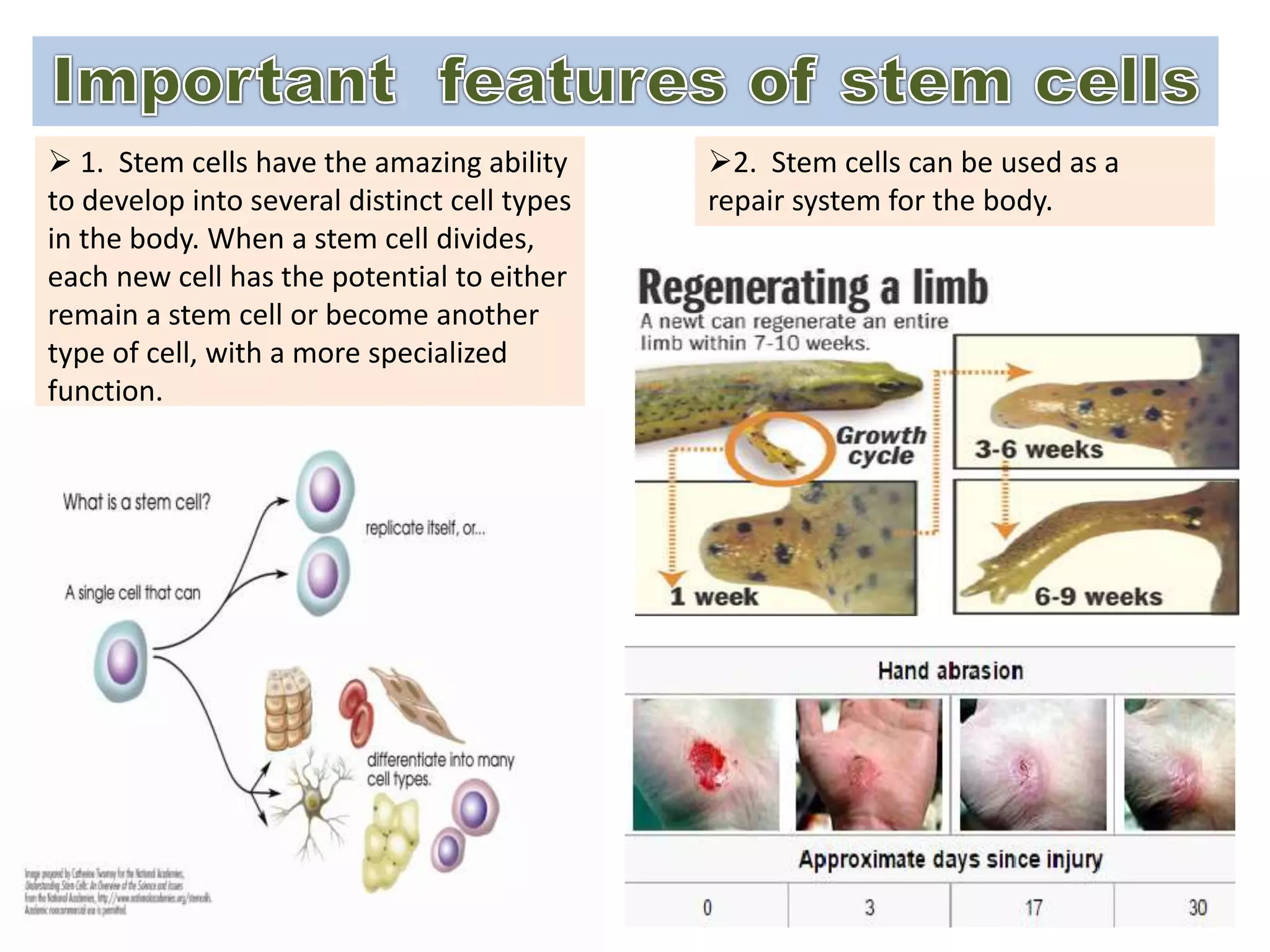 Stem cell Research | PPTX