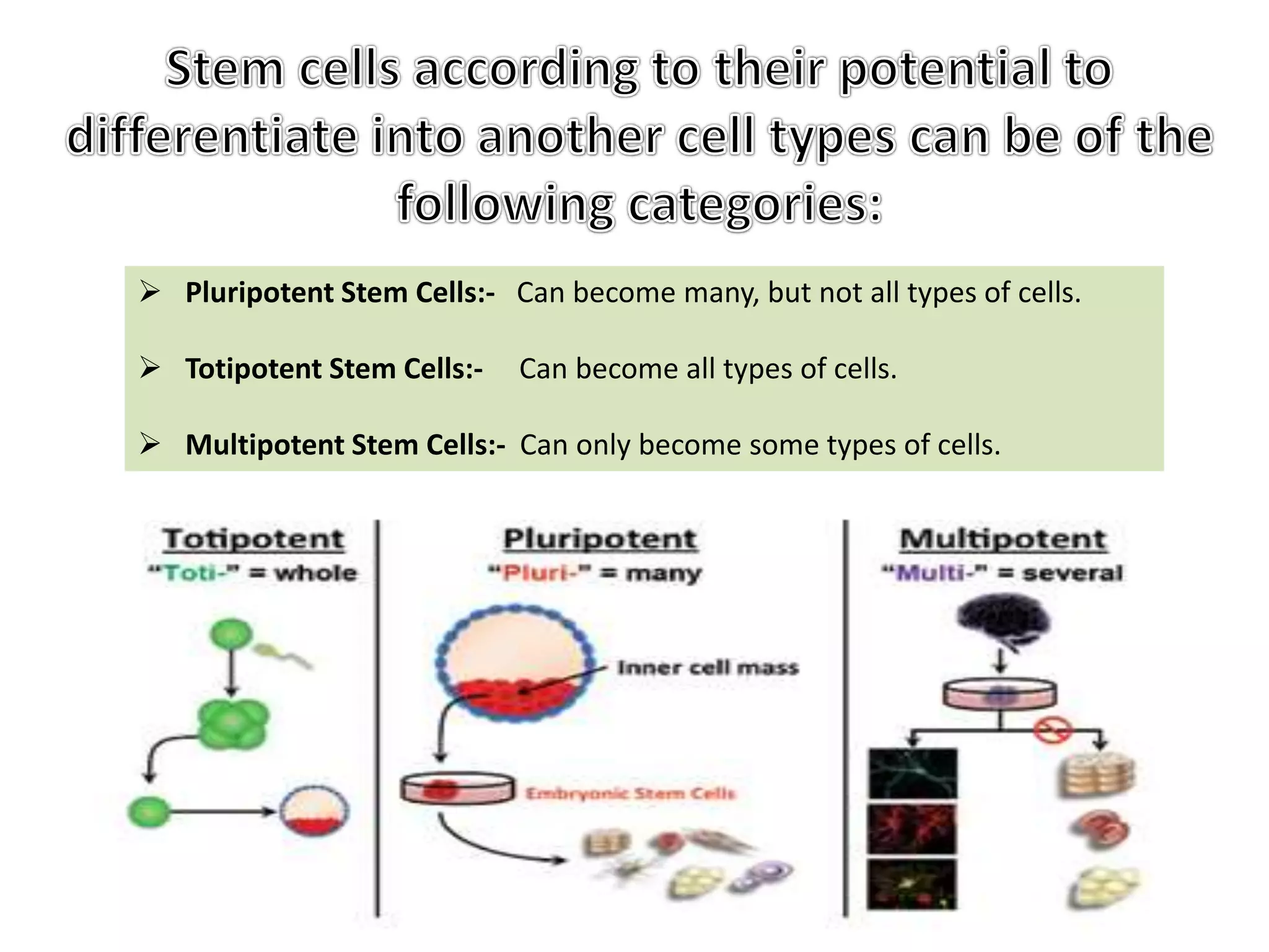 Stem cell Research | PPTX