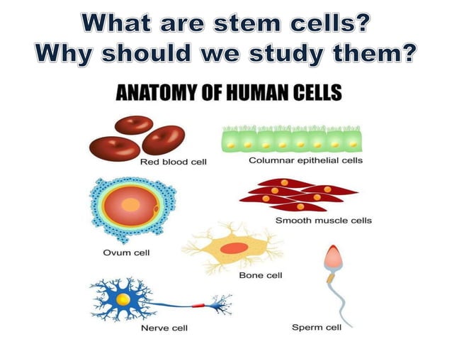 Stem cell Research | PPTX