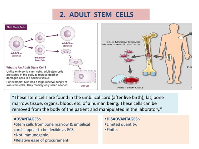 Stem cell Research | PPTX
