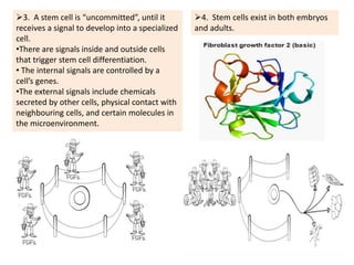 Stem cell Research | PPTX