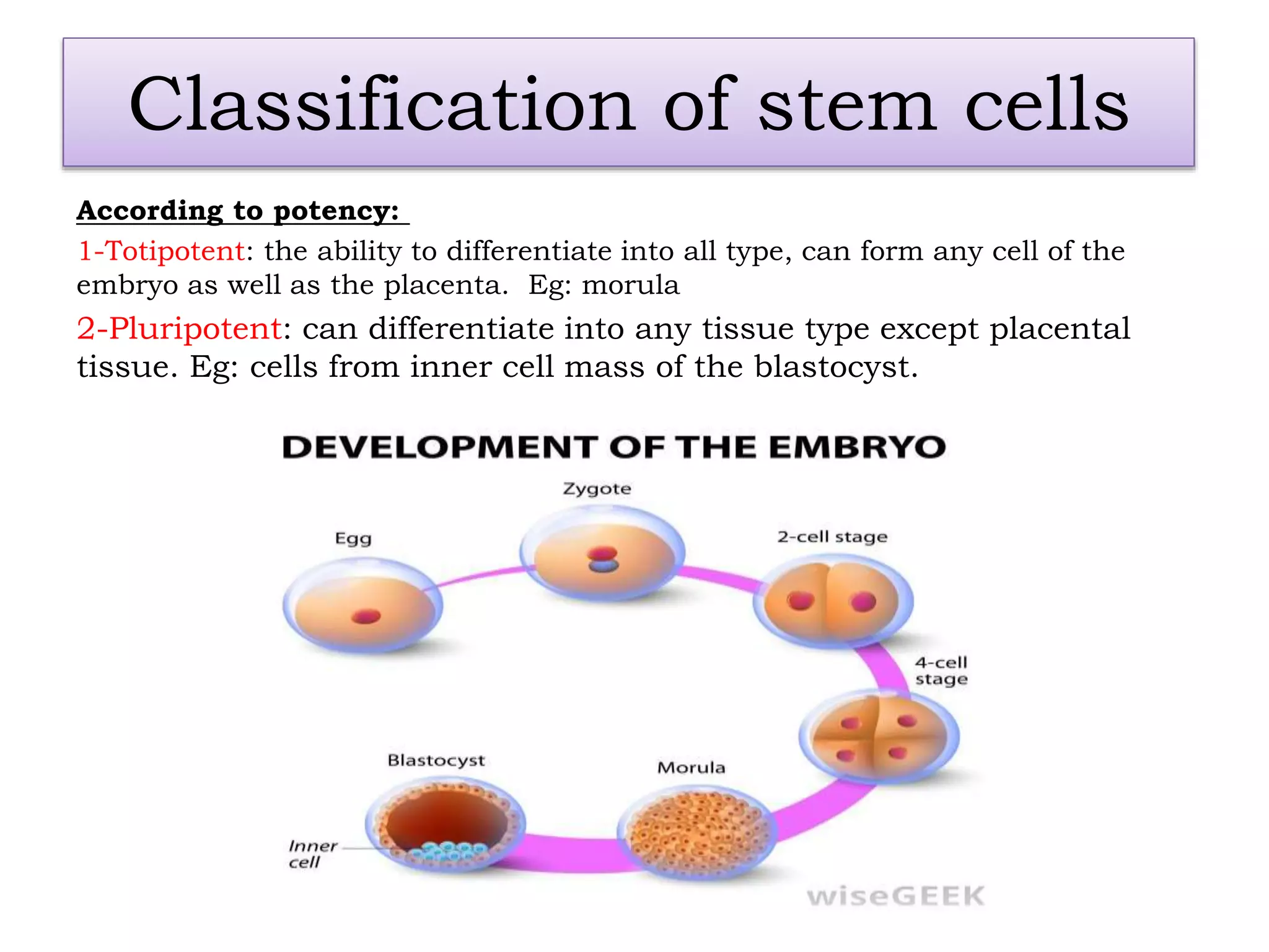 Stem Cell | PPTX