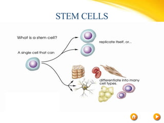 CURRENT STATUS OF STEM CELL THERAPY | PPTX