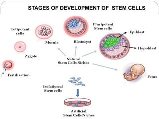 Stem cell therapy | PPT