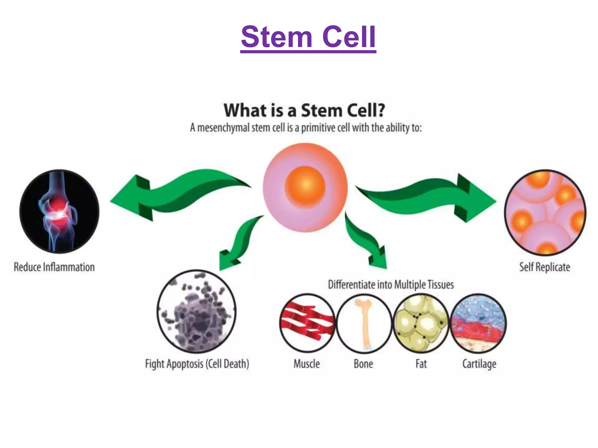 Introduction to Stem cell | PPTX