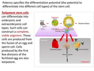 Introduction to Stem cell | PPTX