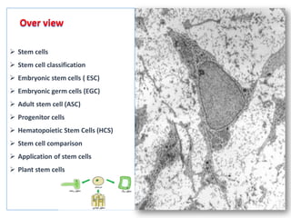 Stem cell. | PDF