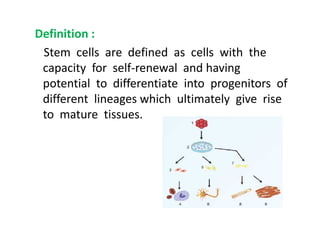 Stem cell.pdf