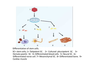 Stem cell.pdf