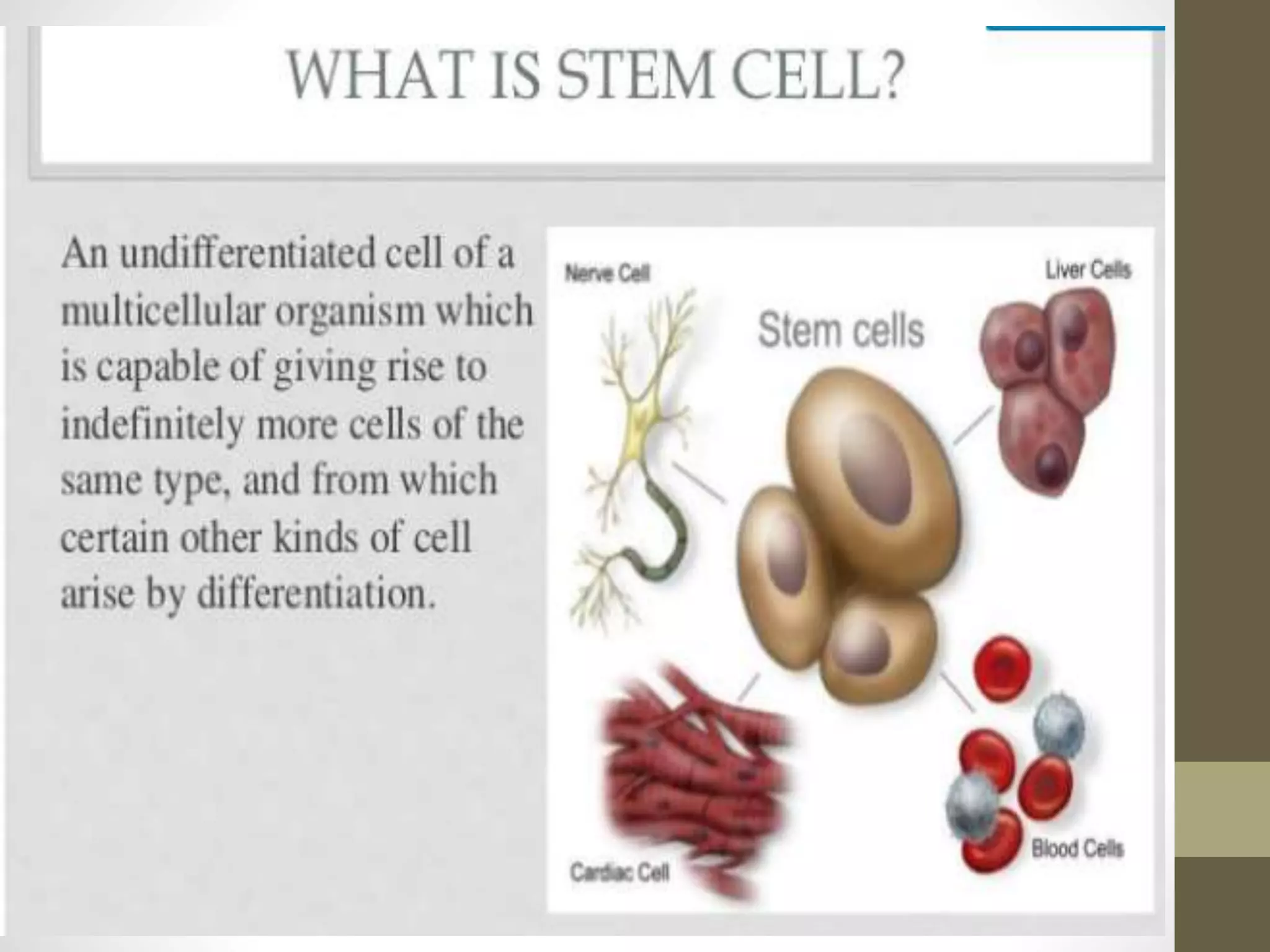 Stem cell division & diffentiation | PPT