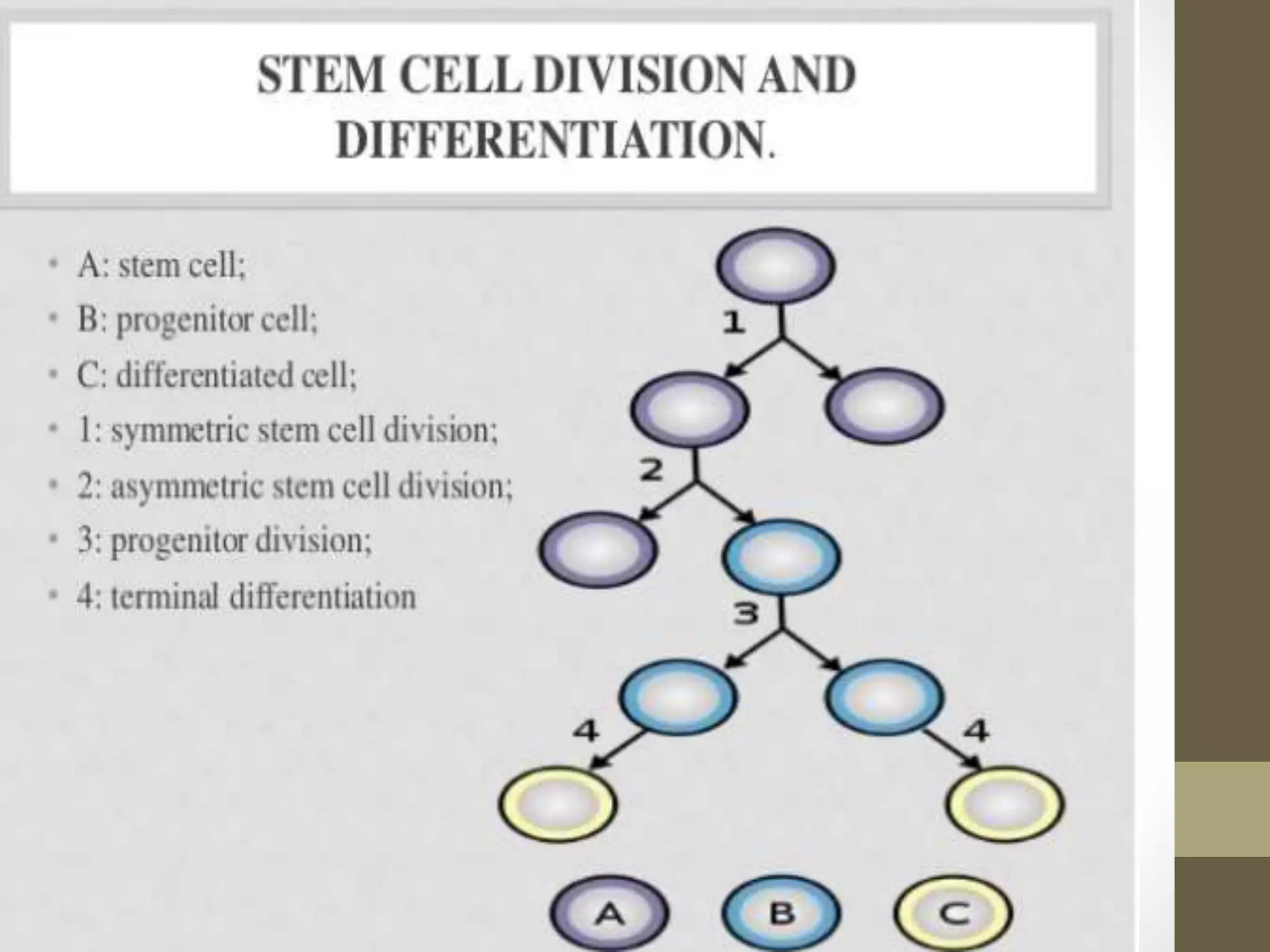 Stem cell division & diffentiation | PPT
