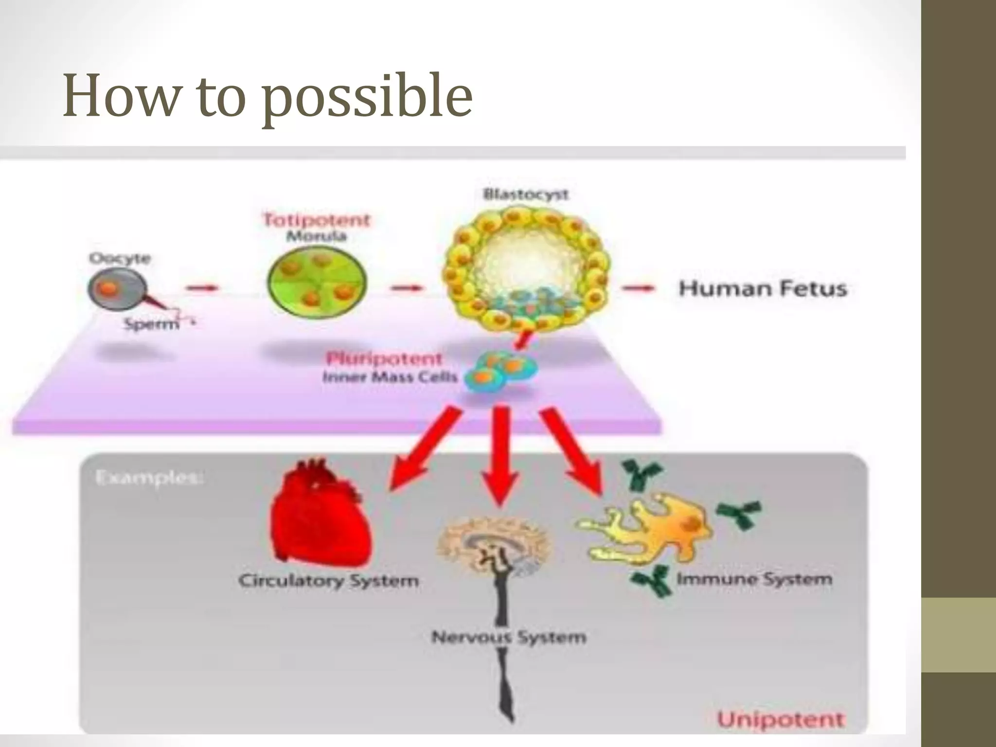 Stem cell division & diffentiation | PPT